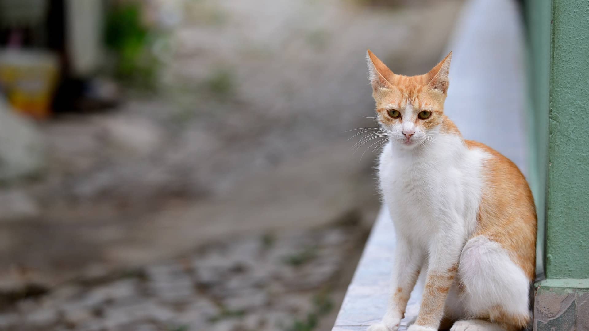 What To Expect With A COHAT | Lone Star Dentistry & Oral Surgery For ...